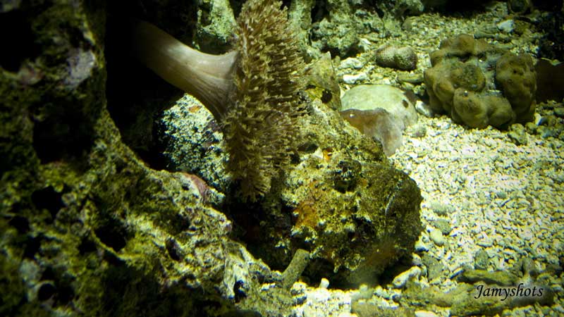 Jamyshots - Nouvelle-Calédonie