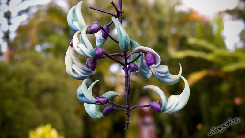 Jamyshots - Nouvelle-Calédonie